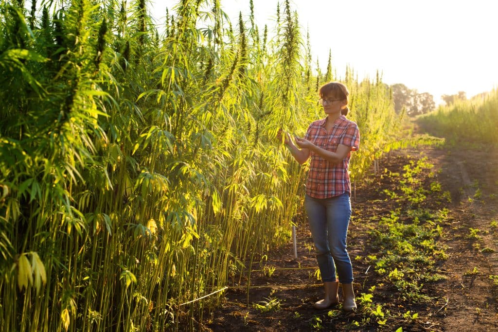 Tout savoir des produits CBD commercialisés dans les bureaux de tabac Tout savoir des produits CBD commercialisés dans les bureaux de tabac